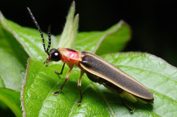 Bugs are sure to light up night | News, Sports, Jobs - Observer Today